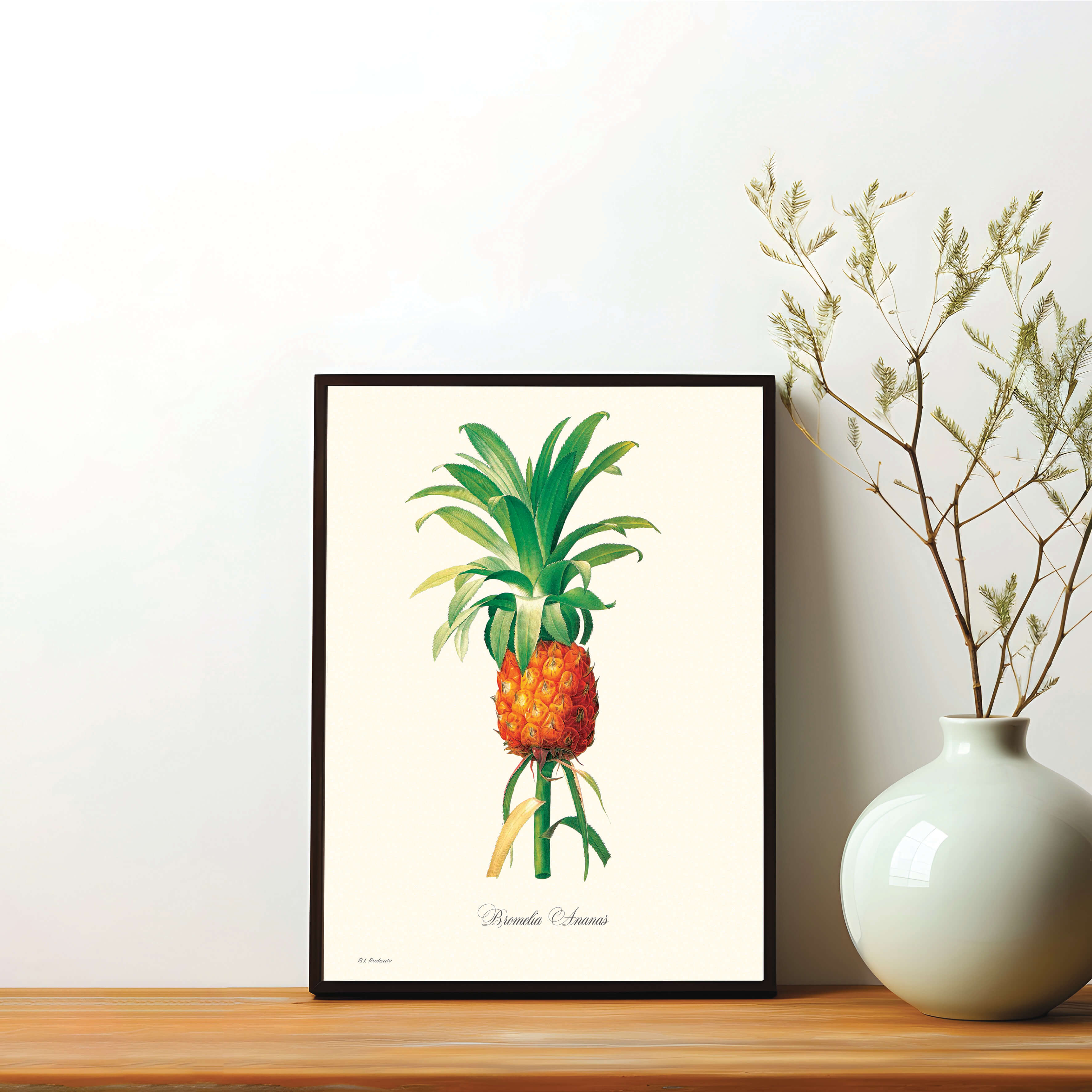 Ananas cultivé - Pierre-Joseph Redouté – Cartopolo